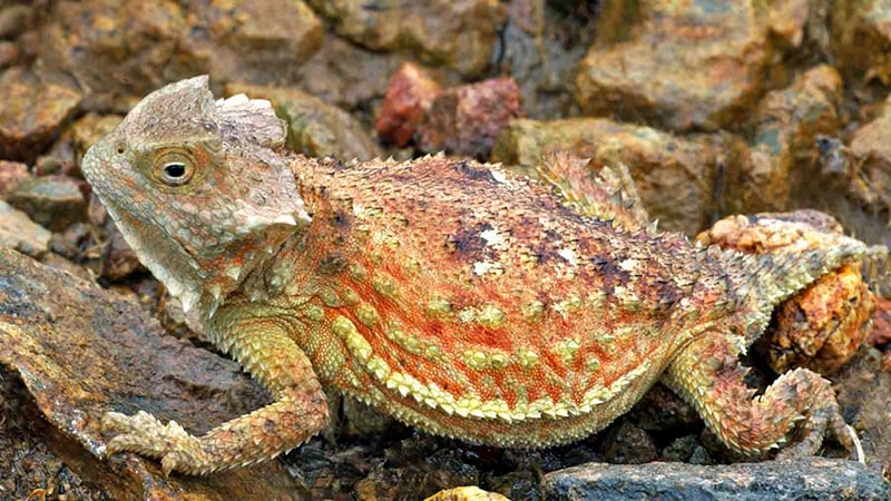 Reptiles: helping ecosystems worldwide - Greater Good Decks